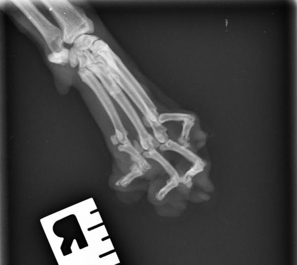 Dégriffage – Clinique Vétérinaire Animavet