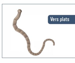 parasite du chien - Les vers plats (Dipylidium caninum) - Animavet