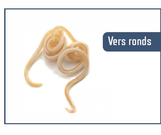 Vers Ronds